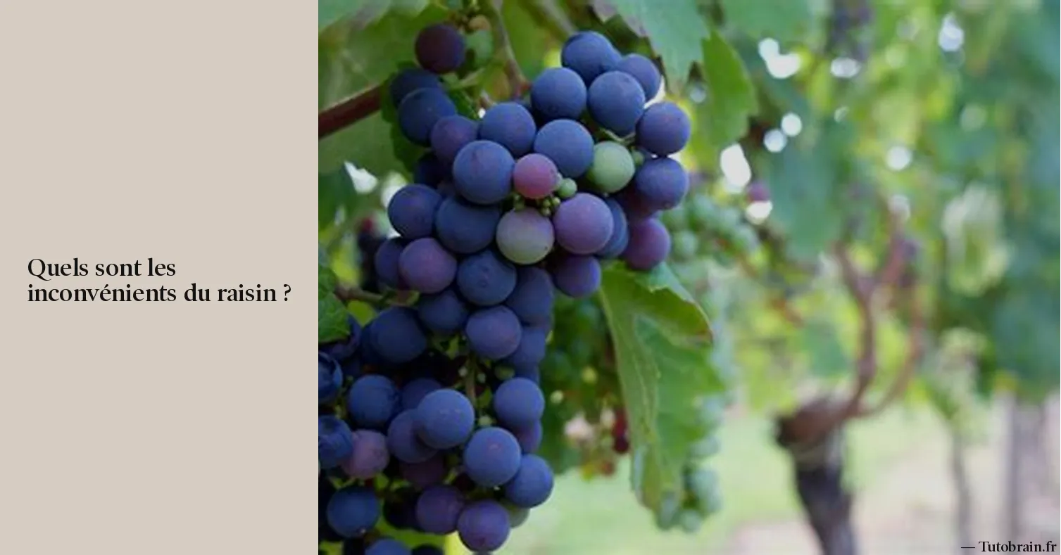 Les inconvénients du raisin : ce que vous devez savoir - TutoBrain ...