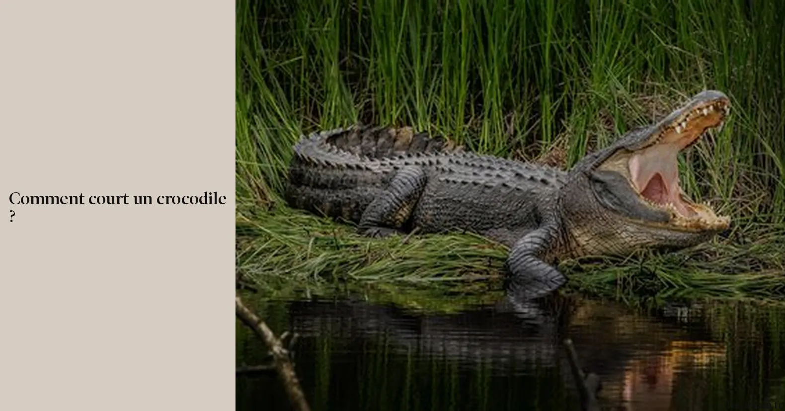 Comment court un crocodile ? Découvrez la vitesse extraordinaire de ce ...